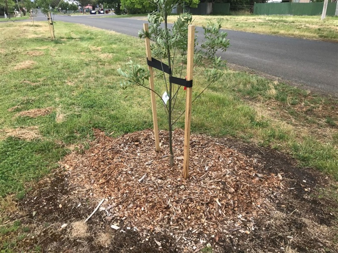 Shire Tree Planting Project 2021 - Pyrenees Shire Council