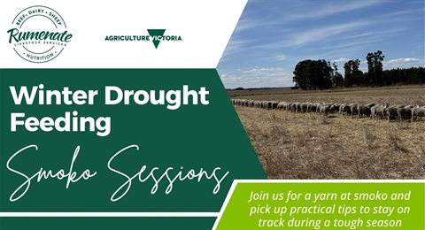 Winter drought feeding - Smoko sessions - Avoca - Pyrenees Shire Council