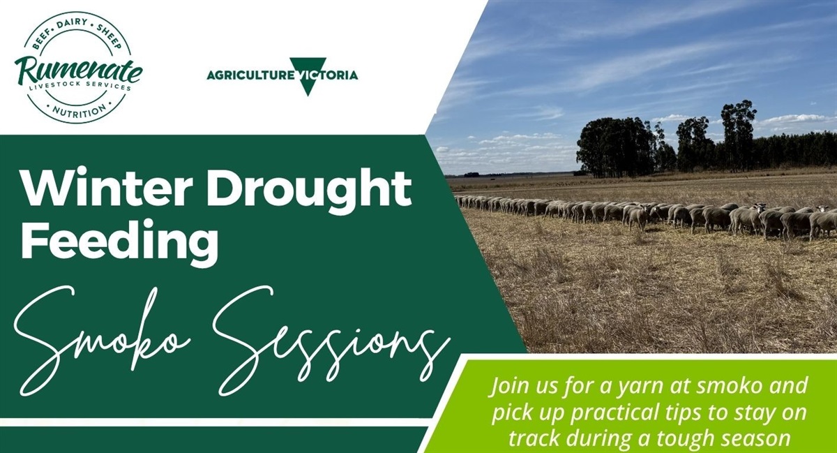Winter drought feeding - Smoko sessions - Avoca - Pyrenees Shire Council